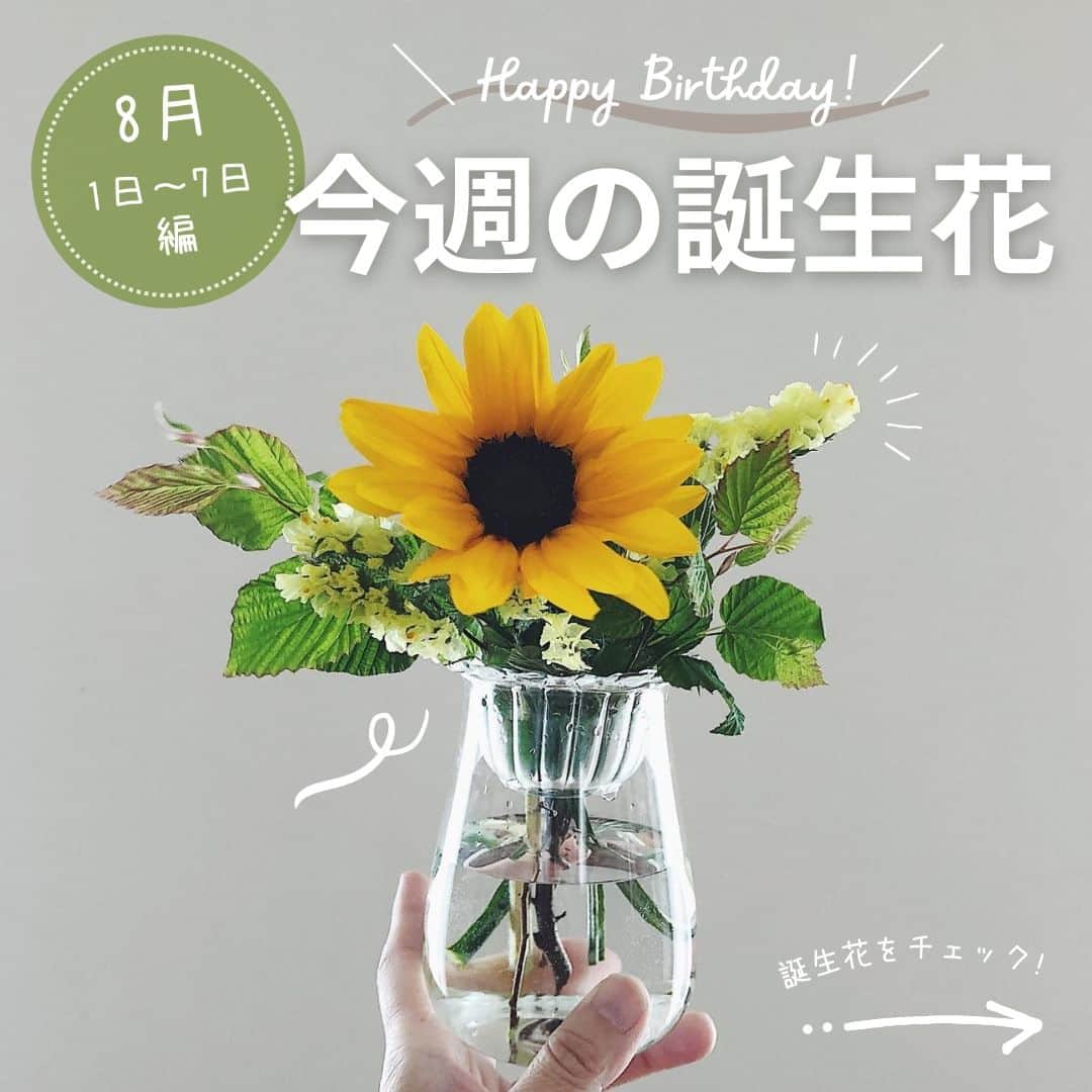 Bloomee LIFEさんのインスタグラム写真 - (Bloomee LIFEInstagram)「． 今週の誕生花🌻 8月1日～7日生まれのみなさま お誕生日おめでとうございます🎉 ーーー ...