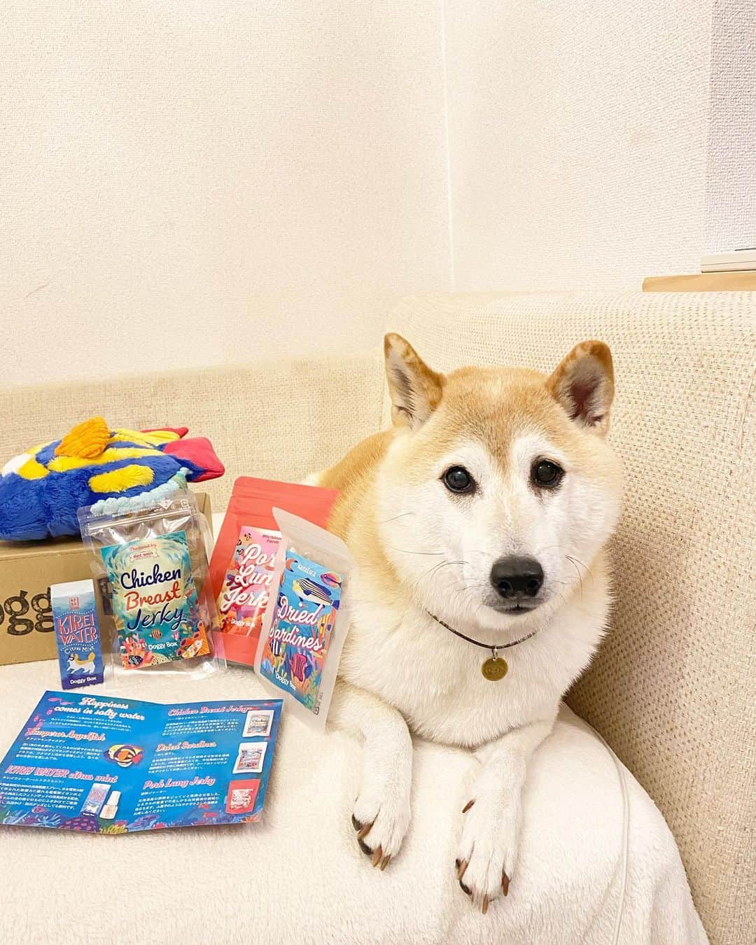 柴犬Mamesuke・Korosuke??大阪さんのインスタグラム写真 - (柴犬Mamesuke・Korosuke??大阪Instagram ...