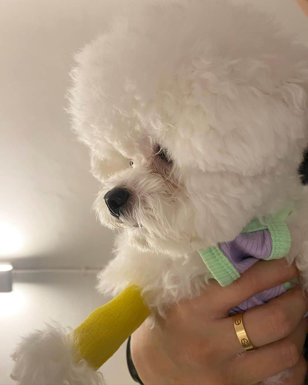 GYEON SEOさんのインスタグラム写真 - (GYEON SEOInstagram)「_* 🤓🐶💉🦖🥦 . . #รวมมิตร」8月3日 ...