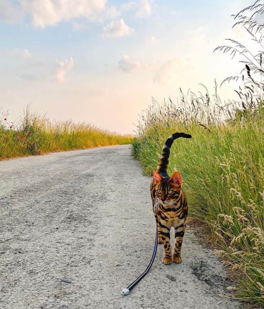 Bolt and Keelさんのインスタグラム写真 - (Bolt and KeelInstagram)「Meet Vinnie! 🐾 ...