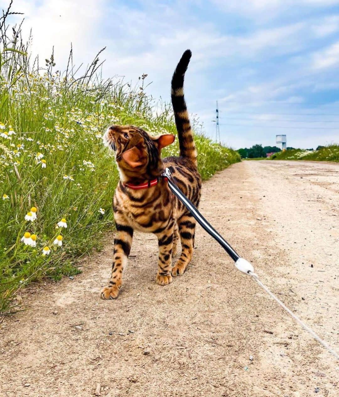 Bolt and Keelさんのインスタグラム写真 - (Bolt and KeelInstagram)「Meet Vinnie! 🐾 ...