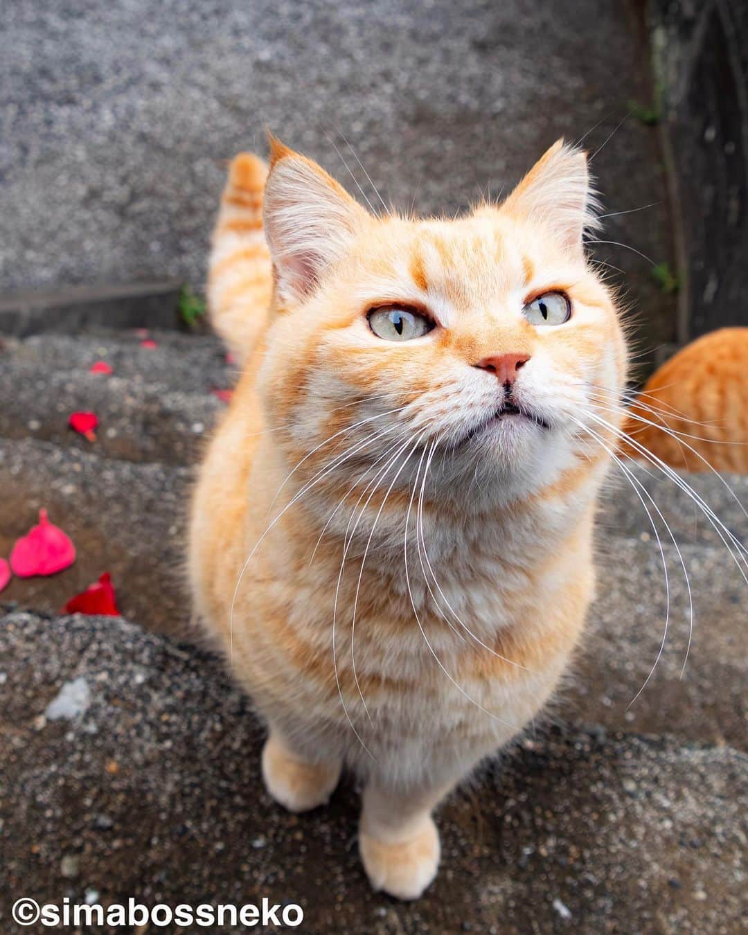 simabossnekoさんのインスタグラム写真 - (simabossnekoInstagram)「・ キリッといいお顔 ️ Sachi ...