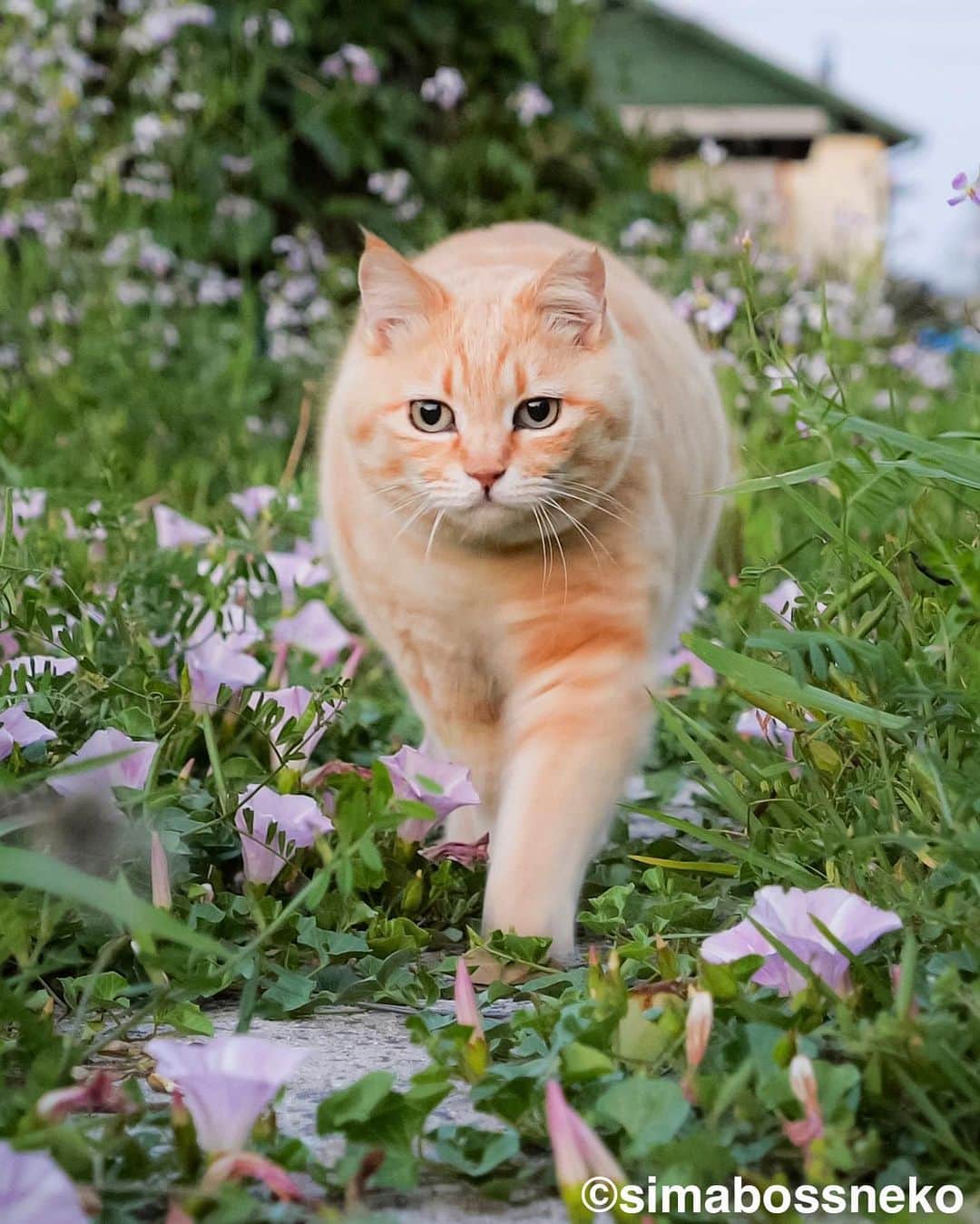 simabossnekoさんのインスタグラム写真 - (simabossnekoInstagram)「・ キリッといいお顔 ️ Sachi ...