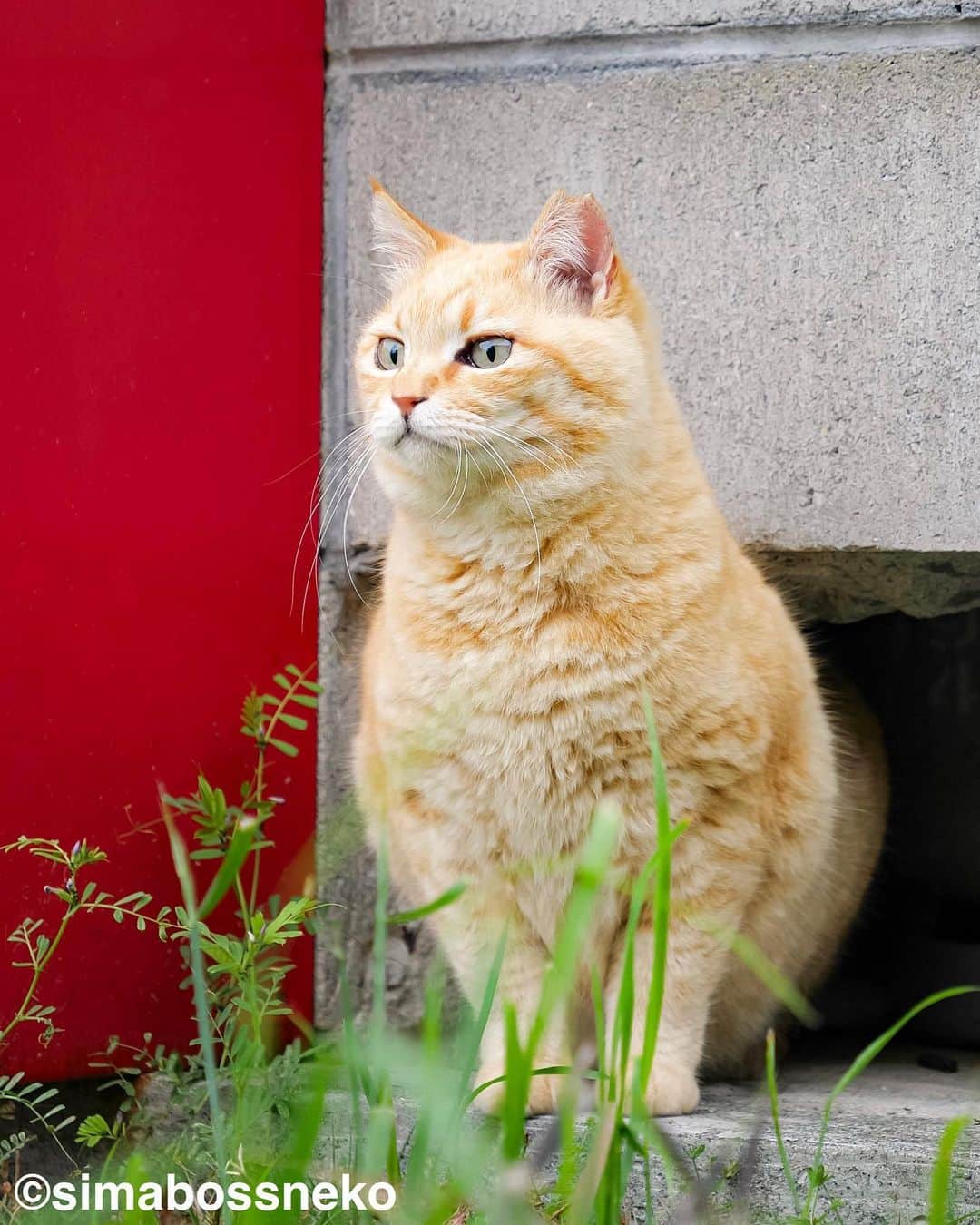 simabossnekoさんのインスタグラム写真 - (simabossnekoInstagram)「・ キリッといいお顔 ️ Sachi ...