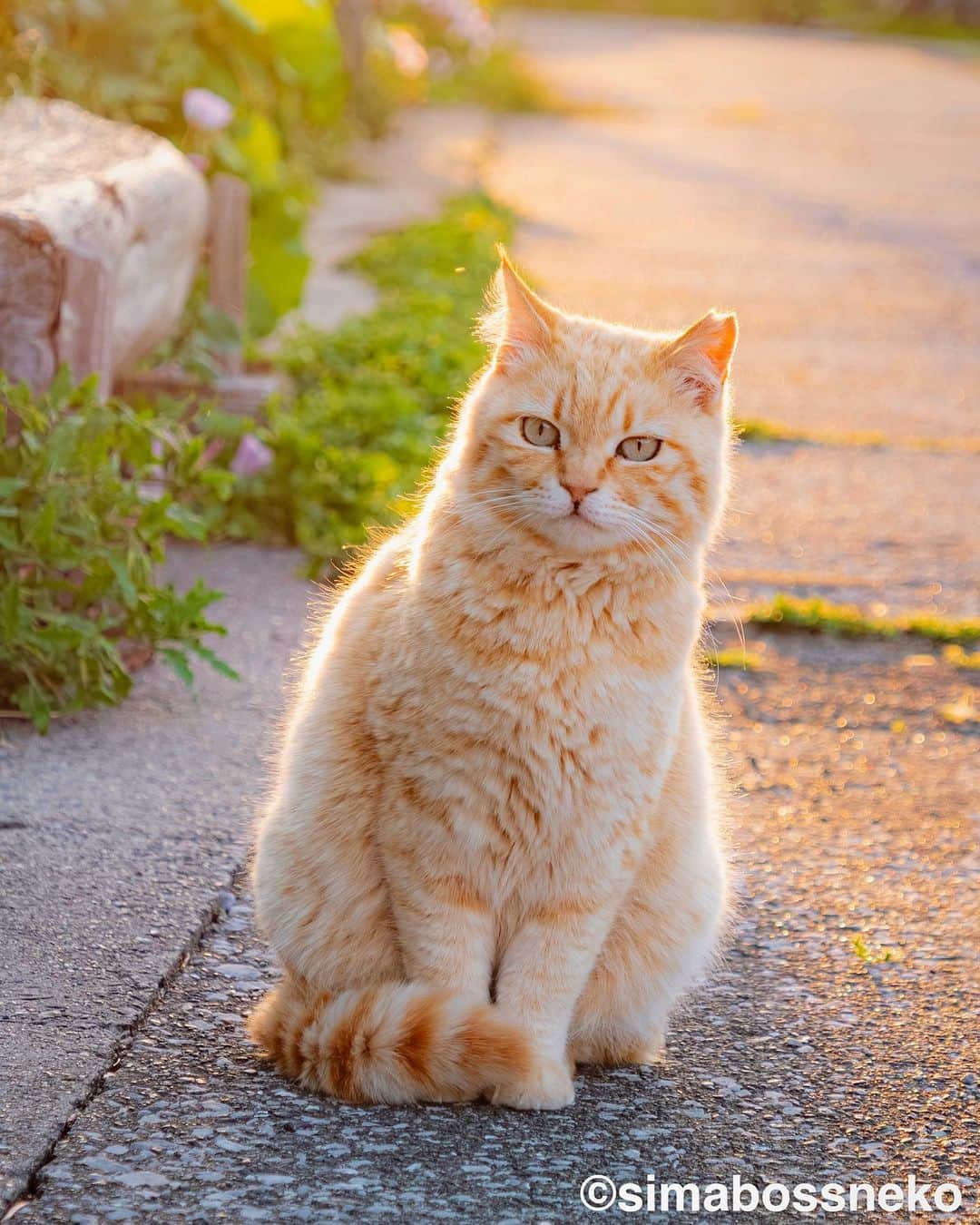 simabossnekoさんのインスタグラム写真 - (simabossnekoInstagram)「・ キリッといいお顔 ️ Sachi ...