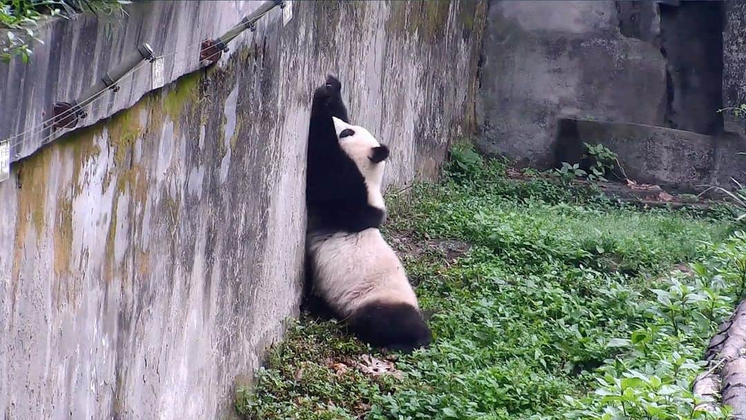iPandaさんのインスタグラム動画 - (iPandaInstagram)「Giant panda Nan Nan and iPanda ...