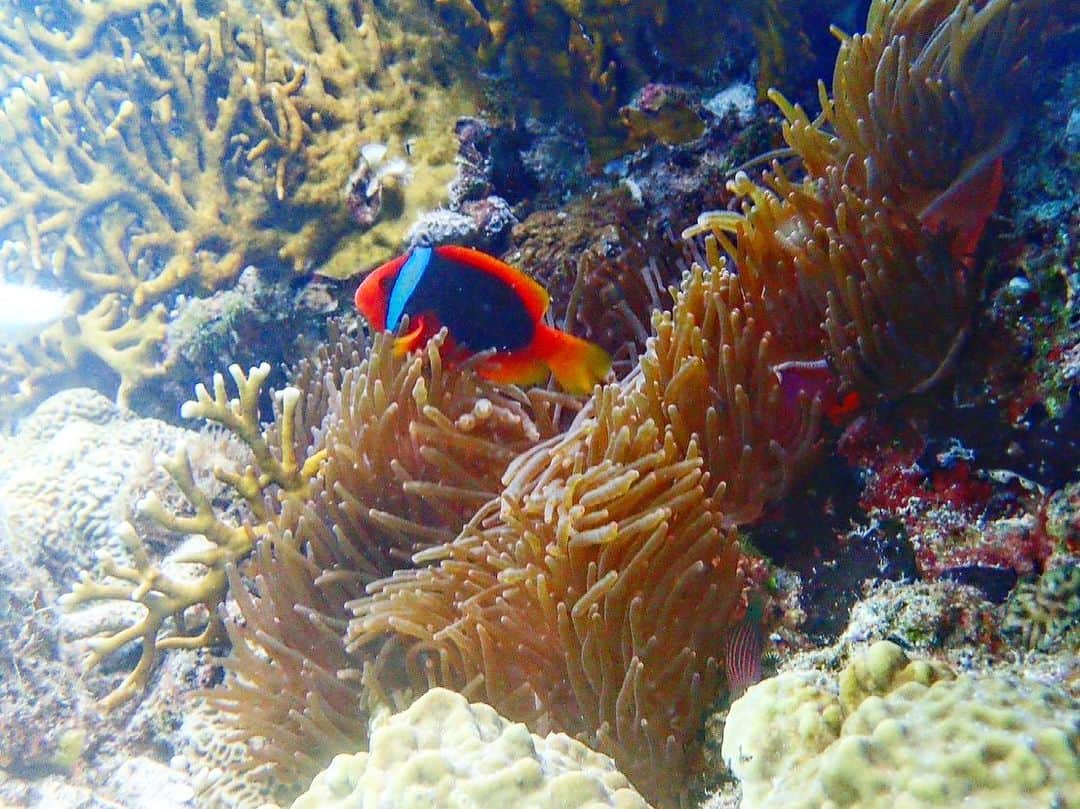 シュネルさんのインスタグラム写真 - (シュネルInstagram)「沖縄の想い出パート2 #沖縄 #ダイビング」8月6日 23時22分 - schnell_solidemo