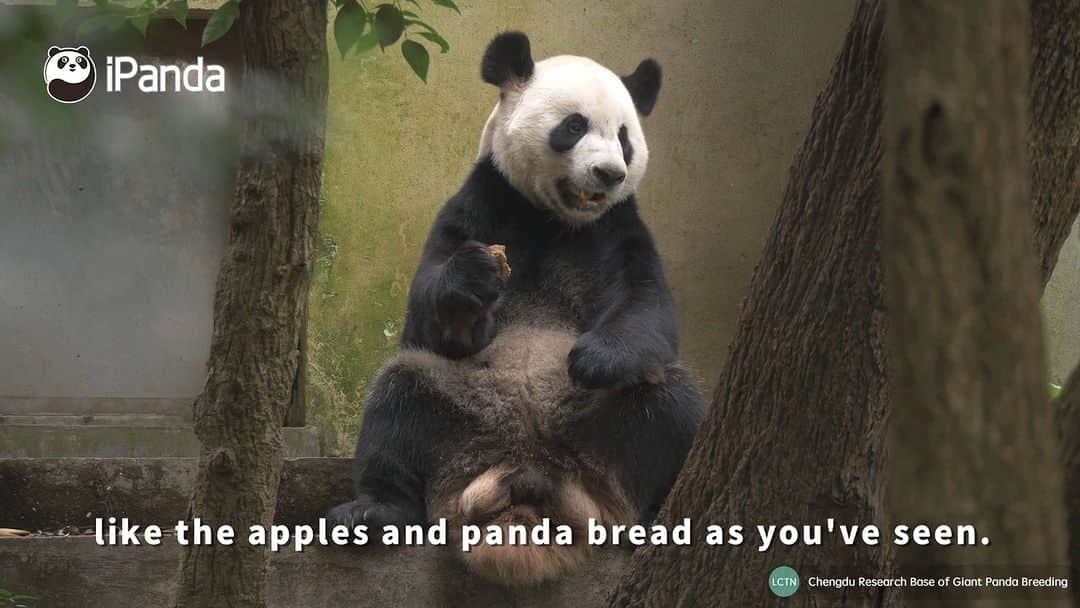 iPandaさんのインスタグラム動画 - (iPandaInstagram)「Foreign athletes attending the ...