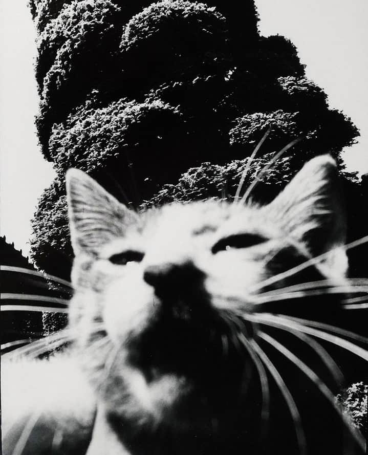 i-Dさんのインスタグラム写真 - (i-DInstagram)「#MasahisaFukase is at once a legend ...