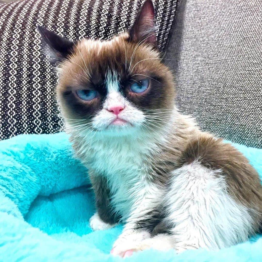 Grumpy Catさんのインスタグラム - (Grumpy Cat@realgrumpycat)