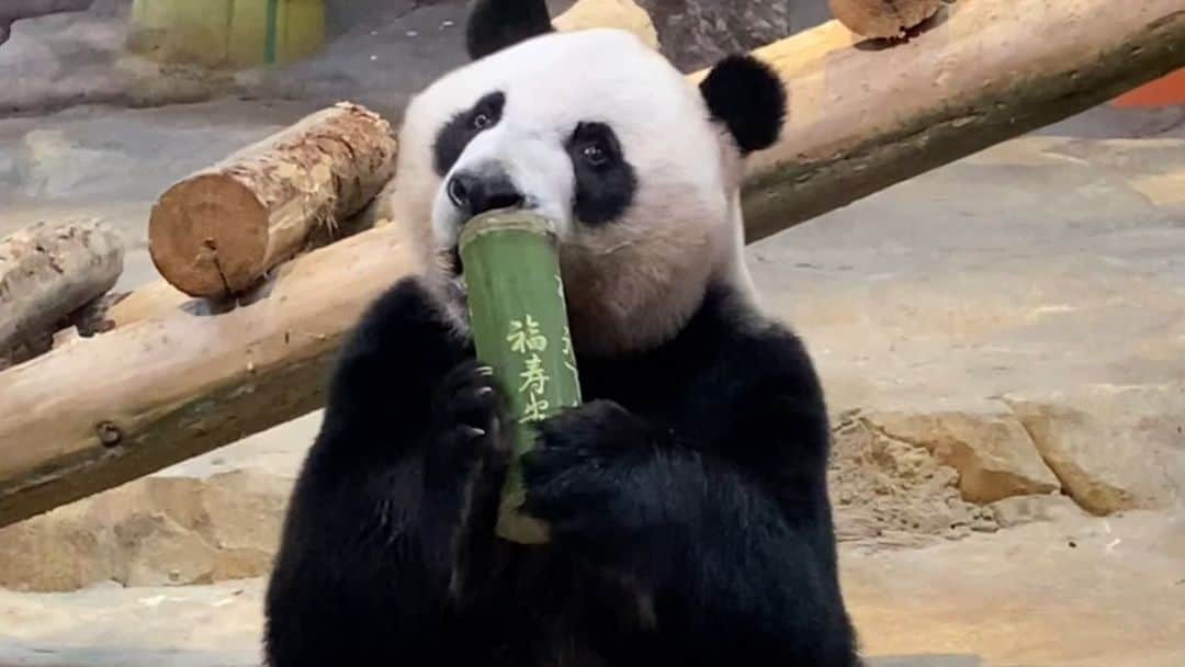 iPandaさんのインスタグラム動画 - (iPandaInstagram)「Check out the food enrichment ...