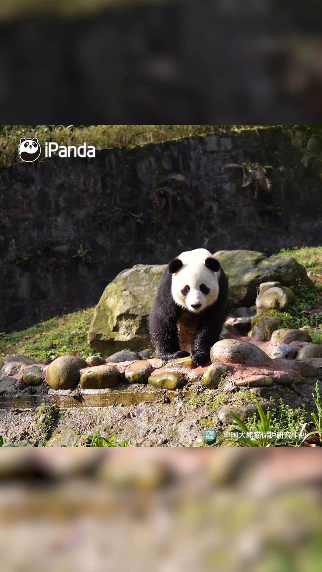 iPandaさんのインスタグラム動画 - (iPandaInstagram)「Let panda teach you how to take ...