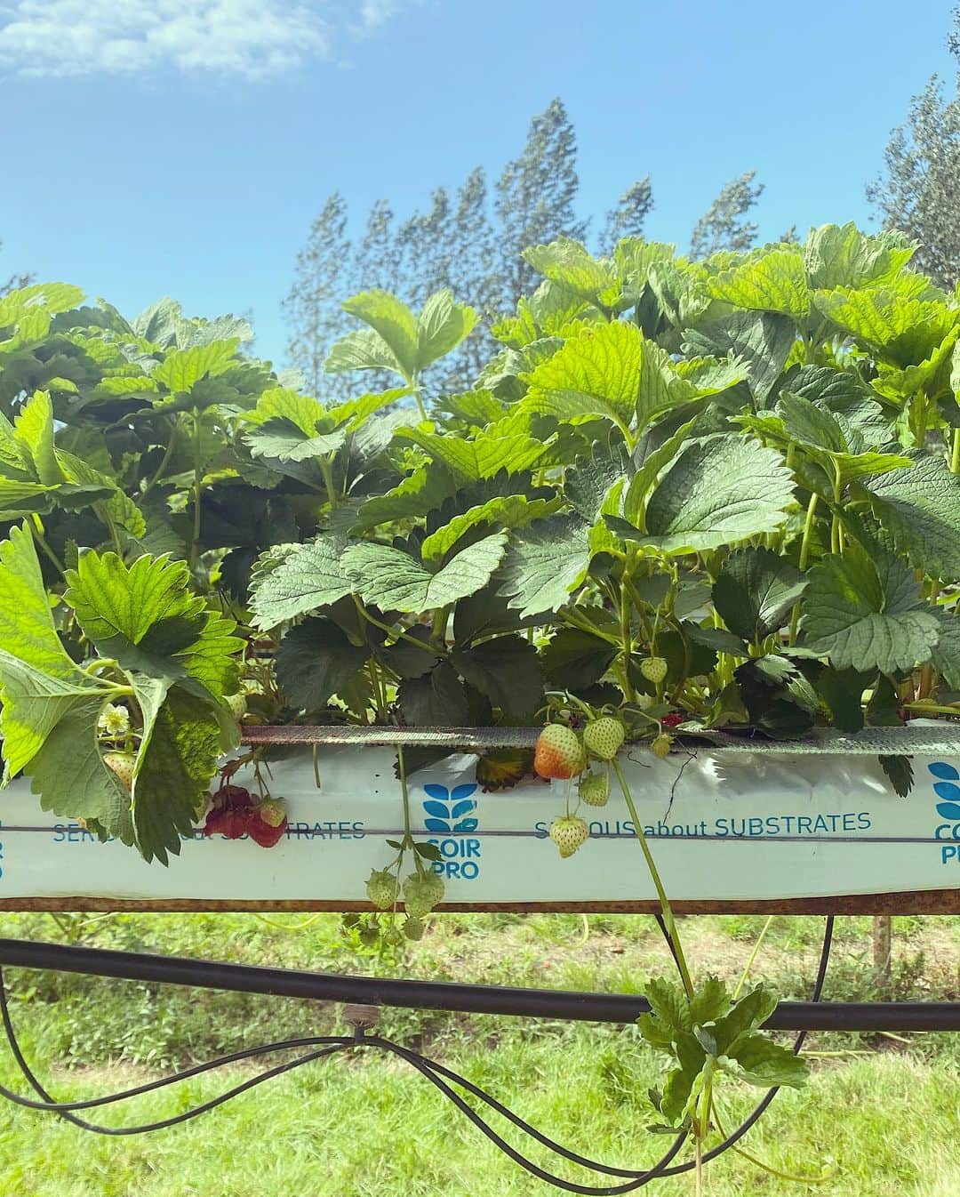 田添菜穂子さんのインスタグラム写真 - (田添菜穂子Instagram)「Visited My English teacher Jessica ...