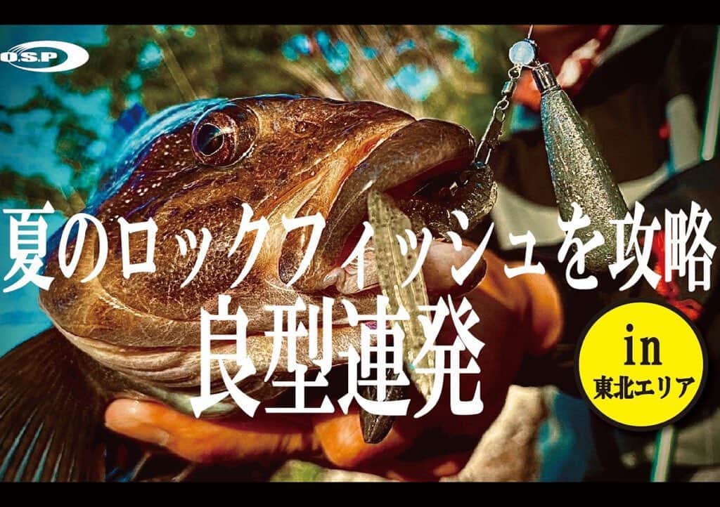 LureNews.TVさんのインスタグラム写真 - (LureNews.TVInstagram)「【爆釣】O.S.Pスタッフ一同が東北エリアへロックフィッシュゲーム遠征！果たして結果は ...