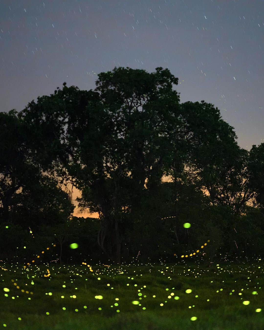 Keith Ladzinskiさんのインスタグラム写真 - (Keith LadzinskiInstagram)「Fireflies ...