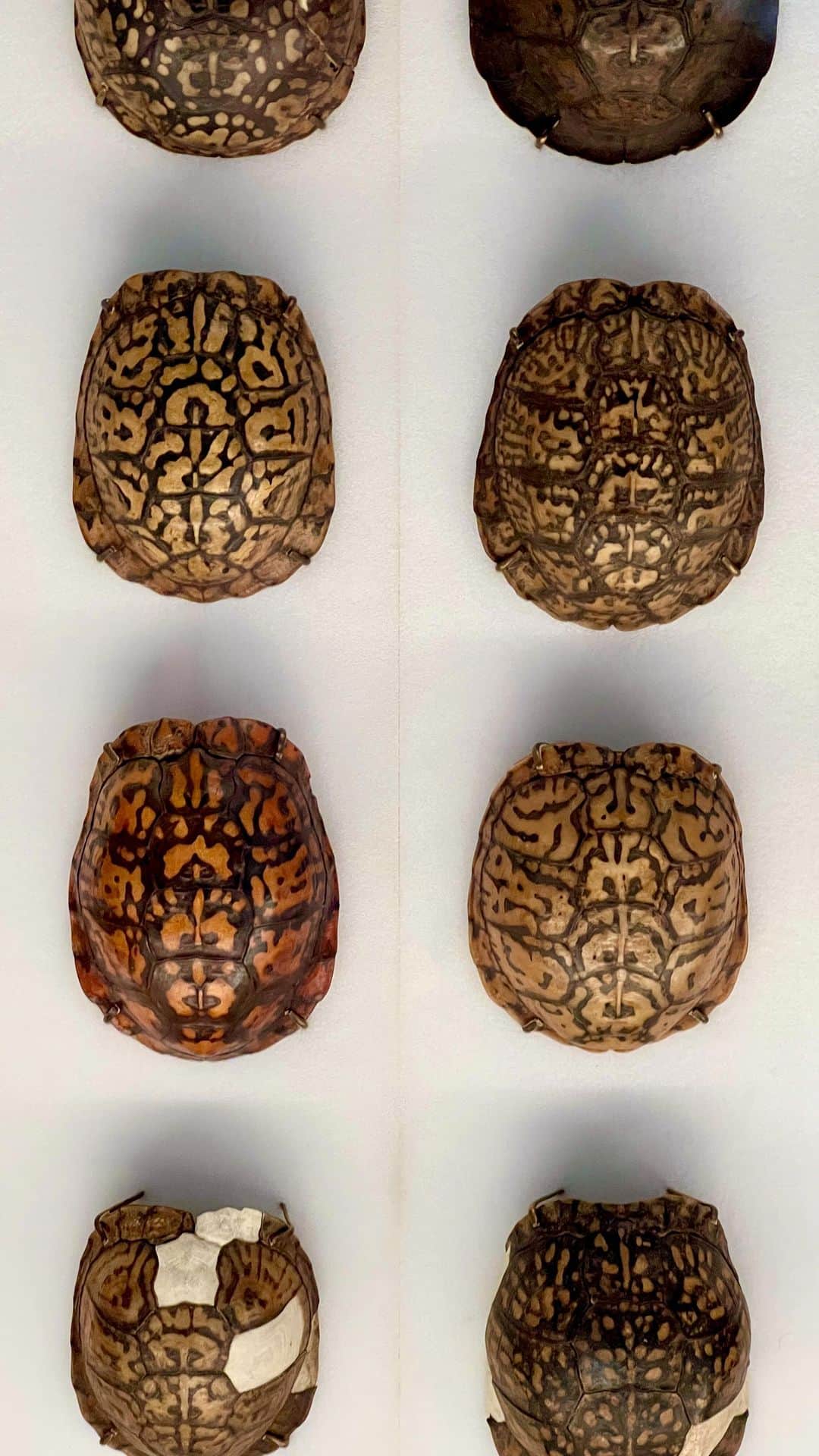 アメリカ自然史博物館さんのインスタグラム動画 - (アメリカ自然史博物館Instagram)「Extracting DNA from these shells offers new ...