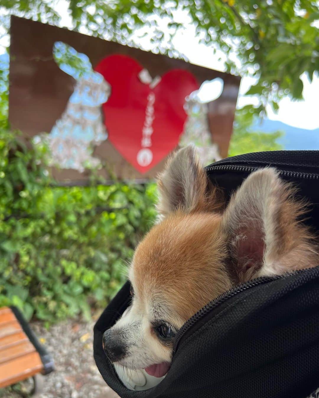 高倉絵理さんのインスタグラム写真 - (高倉絵理Instagram)「夏の思い出。 バイロンと富士山。 『富士山パノラマロープウェイ』で天上山 ...