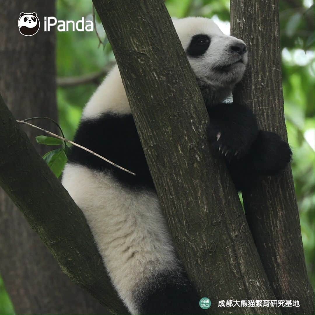 iPandaさんのインスタグラム動画 - (iPandaInstagram)「Panda baby, it seems that you ...