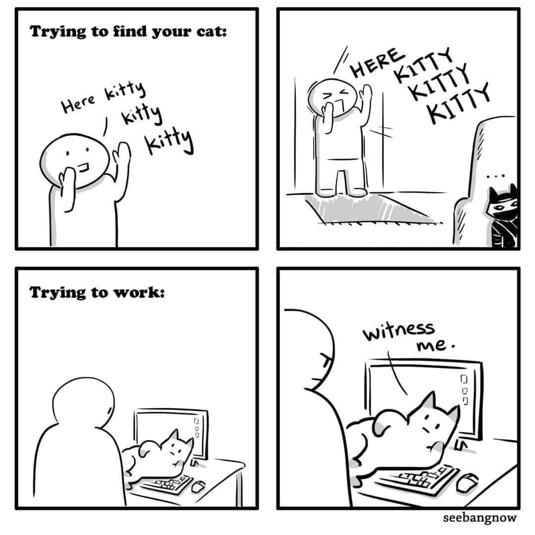 9GAGさんのインスタグラム写真 - (9GAGInstagram)「Pay attention to meow😾 🏻 @xibang - # ...