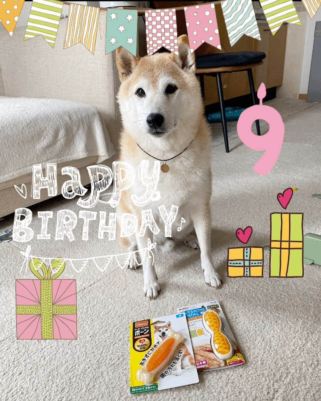 柴犬Mamesuke・Korosuke??大阪さんのインスタグラム写真 - (柴犬Mamesuke・Korosuke??大阪Instagram ...