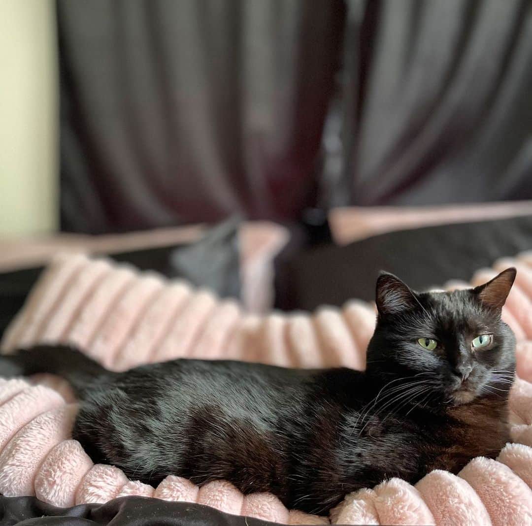 The Cats Of Instagramさんのインスタグラム - (The Cats Of Instagram@catsofinstagram)