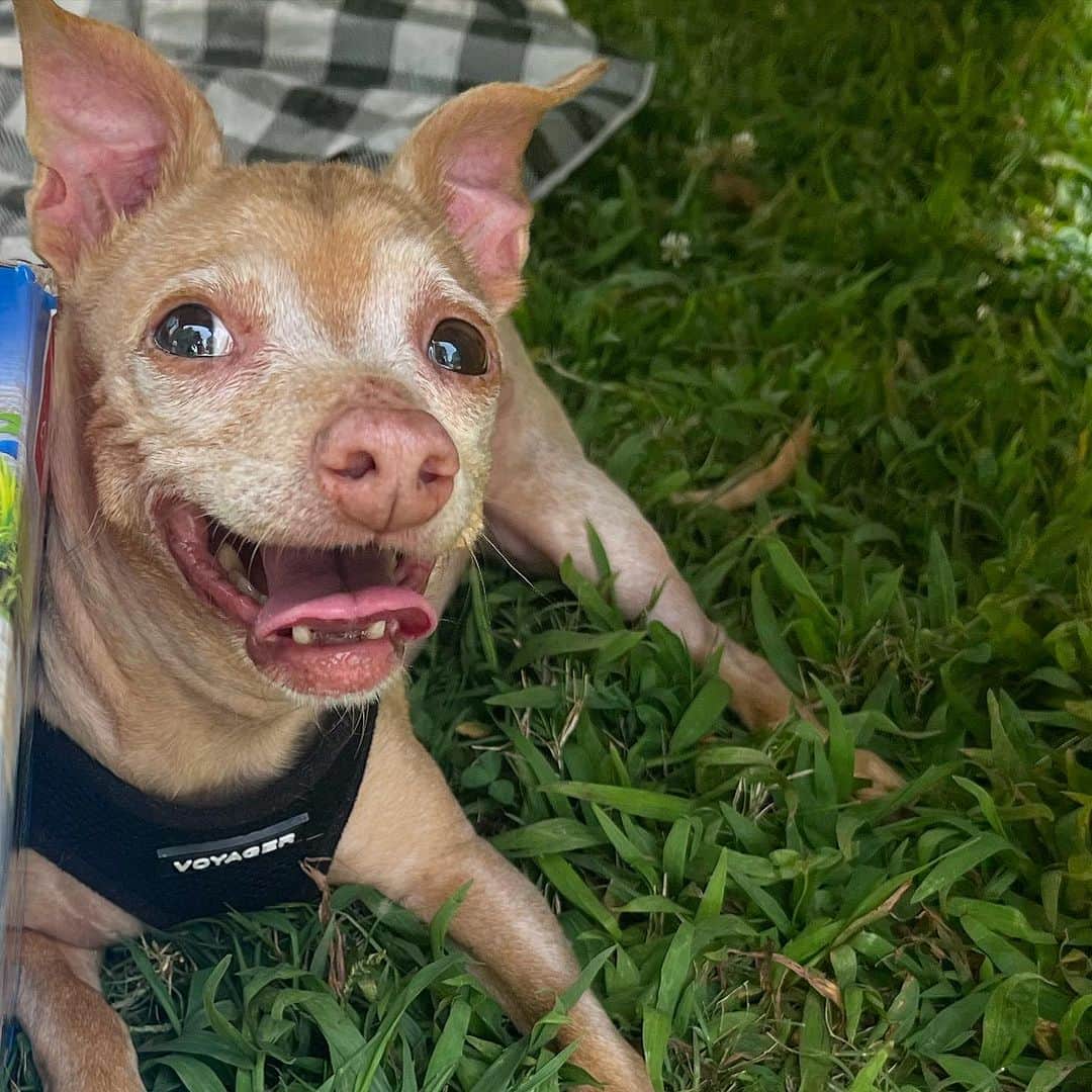 Tuna {breed:chiweenie} さんのインスタグラム写真 - (Tuna {breed:chiweenie} Instagram ...