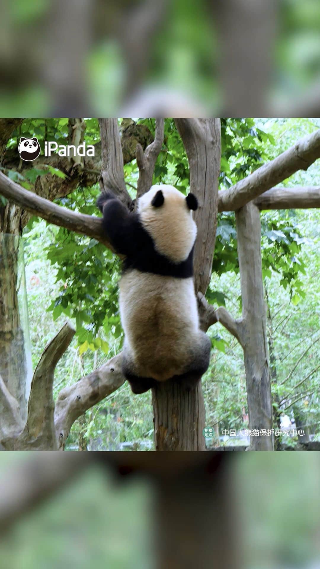 iPandaさんのインスタグラム動画 - (iPandaInstagram)「Panda told you how to deal with ...