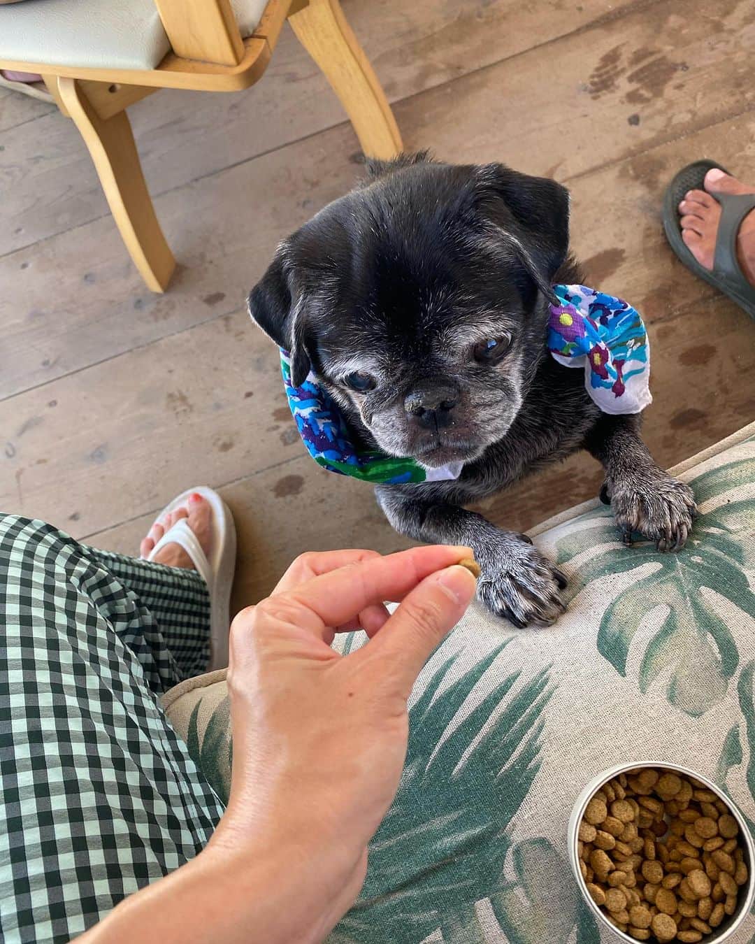 Lisa Halimさんのインスタグラム写真 - (Lisa HalimInstagram)「暑いのが負担かと思って ずっと連れてきてなかった ...