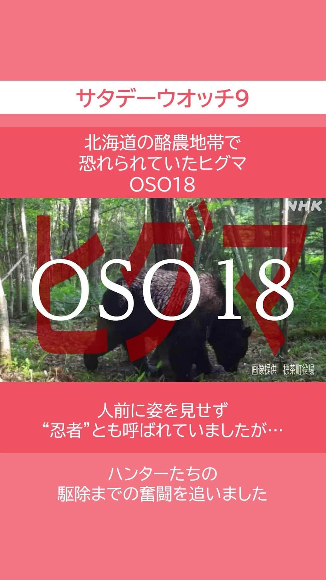 NHK「ニュースウオッチ9」さんのインスタグラム動画 - (NHK「ニュースウオッチ9」Instagram)「北海道の酪農地帯で 恐れられていた #ヒグマ #OSO18 人前に姿を見せず ...