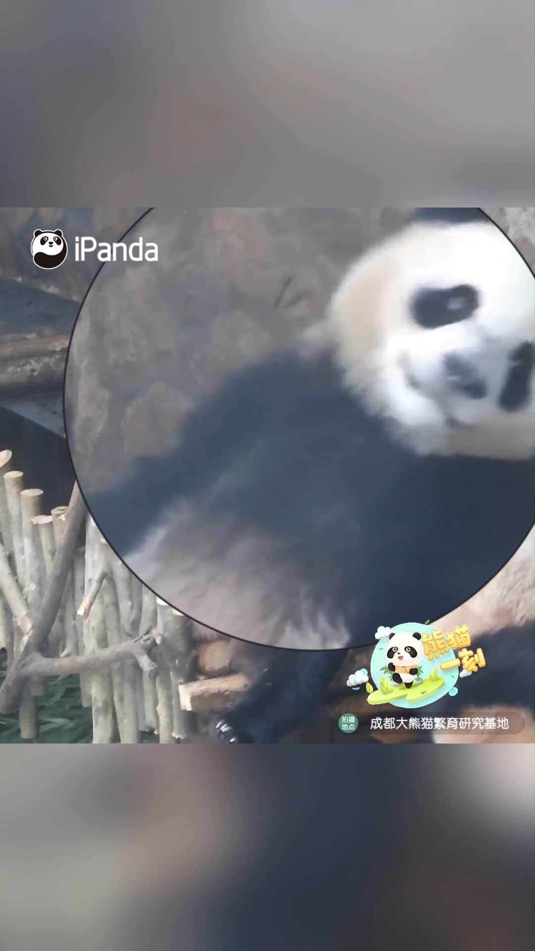 iPandaさんのインスタグラム動画 - (iPandaInstagram)「It’s like you have a friend who ...