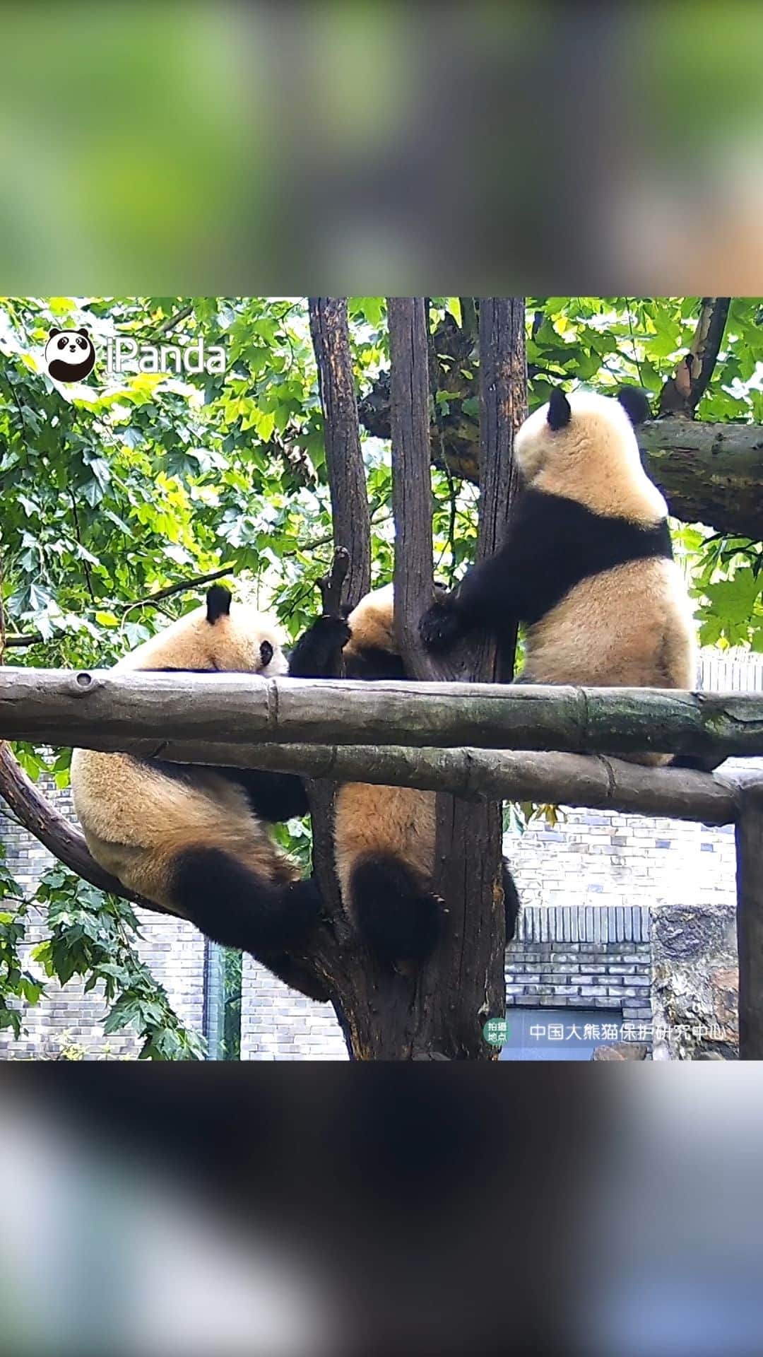 iPandaさんのインスタグラム動画 - (iPandaInstagram)「It’s a good deal to plant the ...