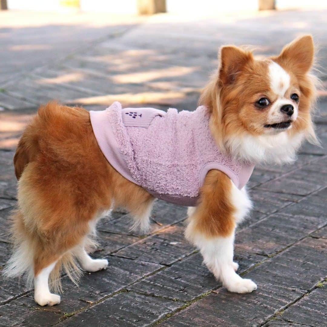 iDog&iCatさんのインスタグラム写真 - (iDog&iCatInstagram)「秋冬新作ウェア販売中🍁 ★新商品★ 「フルーツポケットタンク」 もふもふフワフワのパイル素材がとにかく ...