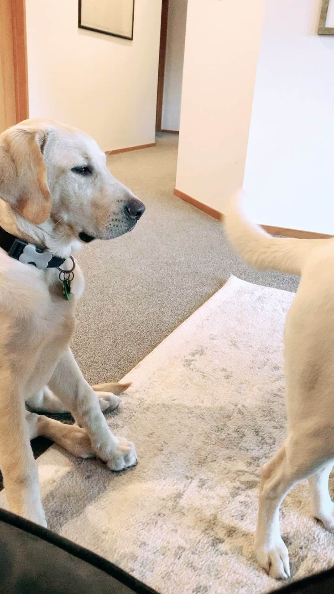 Instagramさんのインスタグラム動画 - (InstagramInstagram)「Hypnotic. On today’s # ...