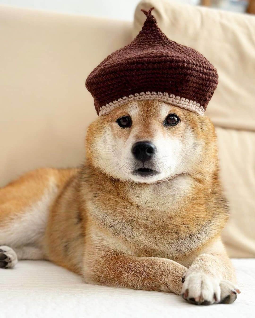 PECO いぬ部さんのインスタグラム写真 - (PECO いぬ部Instagram)「「秋を先取り、柴栗をどうぞ🌰」 ㅤㅤ 今回素敵な投稿をしてくださったのは… @tazu29 さん（豆柴フク ...