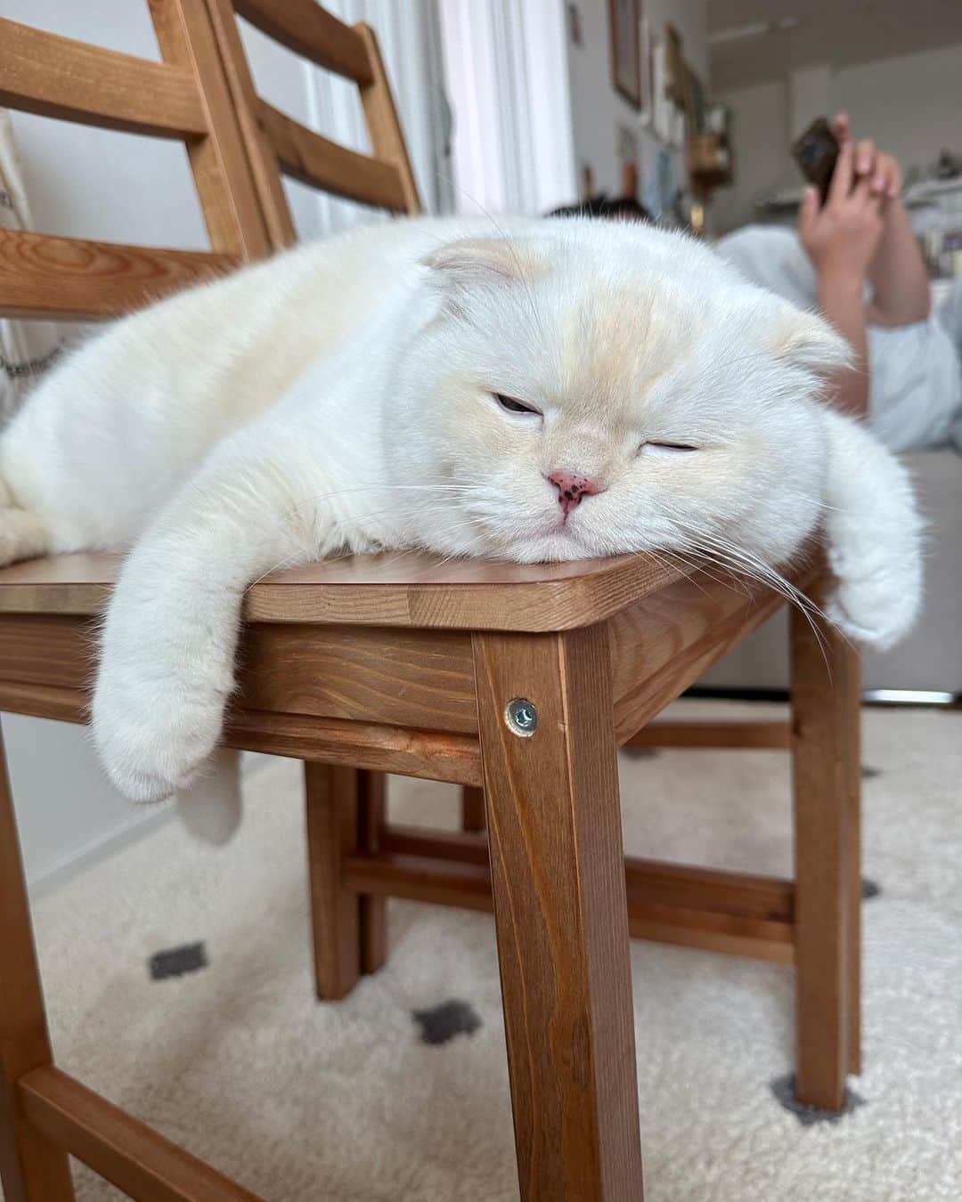 SoonMooさんのインスタグラム写真 - (SoonMooInstagram)「녹은 왕만두🥟 #순무 #SoonMoo」9月10日 23時 ...