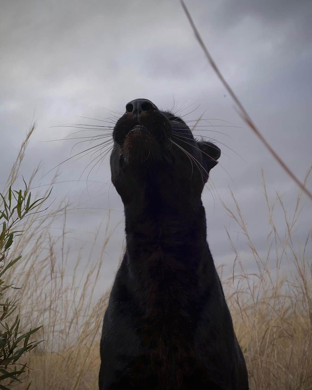 Kevin Richardson LionWhisperer さんのインスタグラム写真 - (Kevin Richardson ...