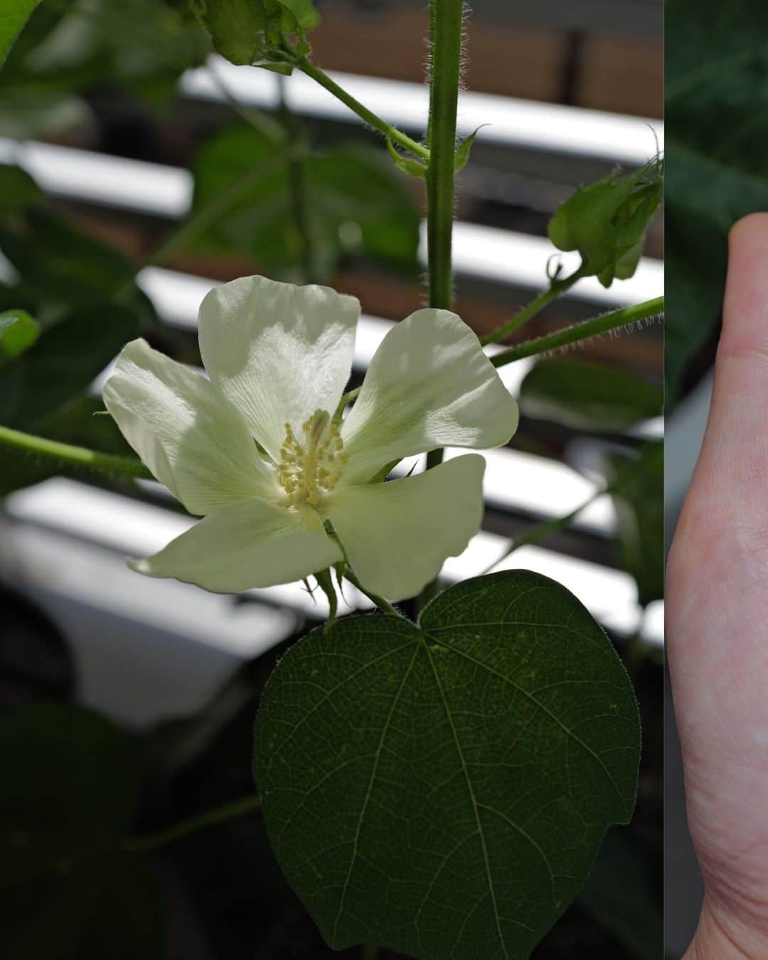 eriさんのインスタグラム写真 - (eriInstagram)「【わたしの衝撃の気づきリポート】 オーガニックコットンを自宅のベランダで育ててます #服のたね @fuku_tane という ...