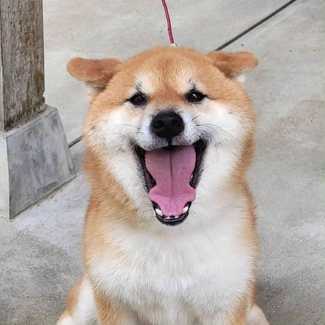 柴犬たま Shibainu Tamaさんのインスタグラム写真 - (柴犬たま Shibainu TamaInstagram)「大あくびからの謎 ...