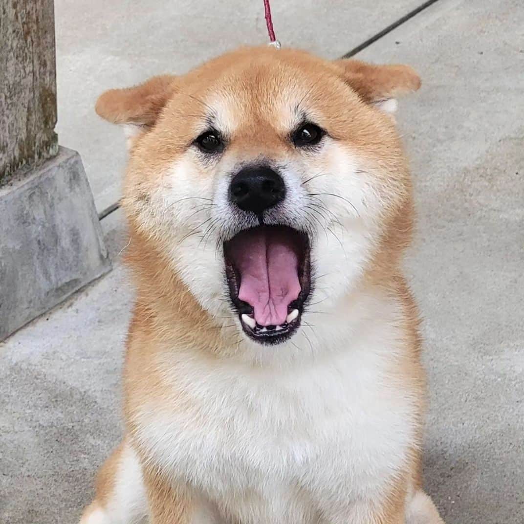 柴犬たま Shibainu Tamaさんのインスタグラム写真 - (柴犬たま Shibainu TamaInstagram)「大あくびからの謎 ...