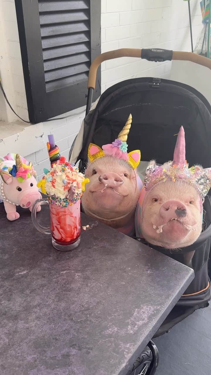 Priscilla and Poppletonさんのインスタグラム動画 - (Priscilla and PoppletonInstagram ...