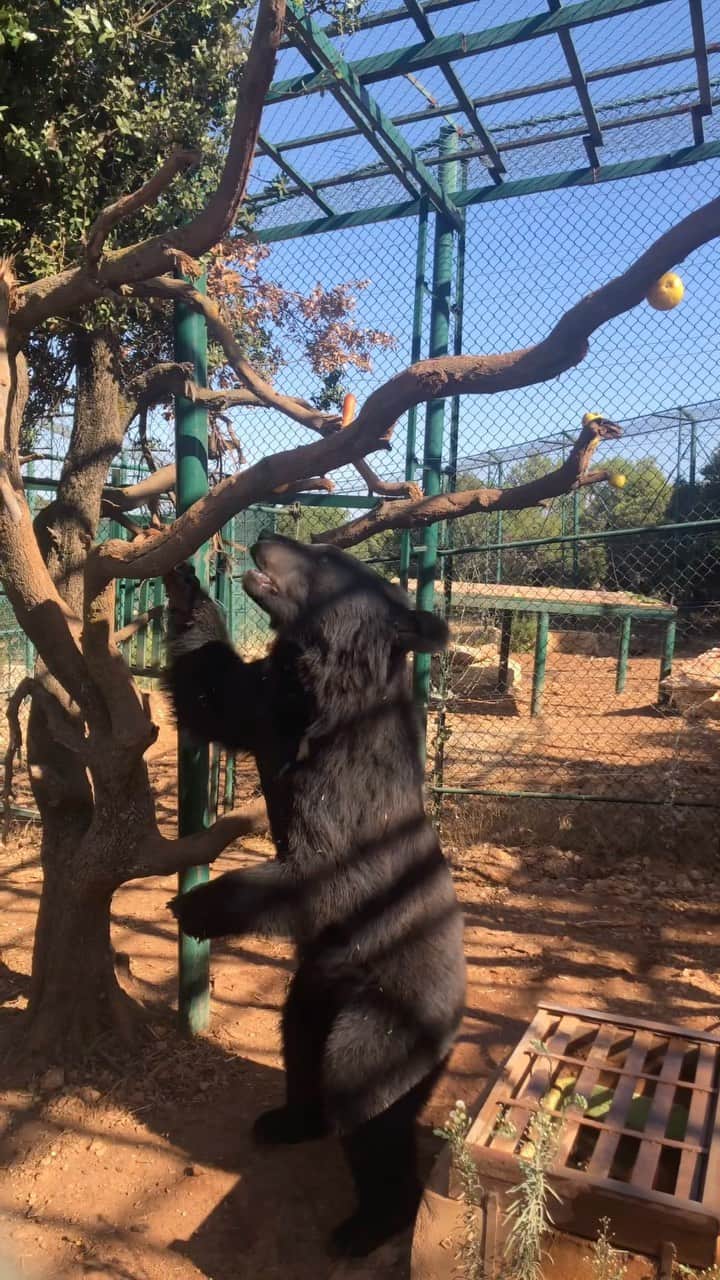ナショナルジオグラフィックさんのインスタグラム動画 - (ナショナルジオグラフィックInstagram)「Video by Muhammed ...