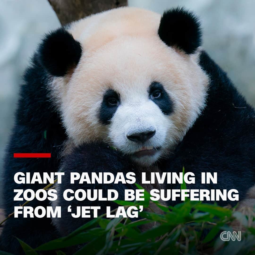 CNNさんのインスタグラム写真 - (CNNInstagram)「Giant pandas living in captivity could ...