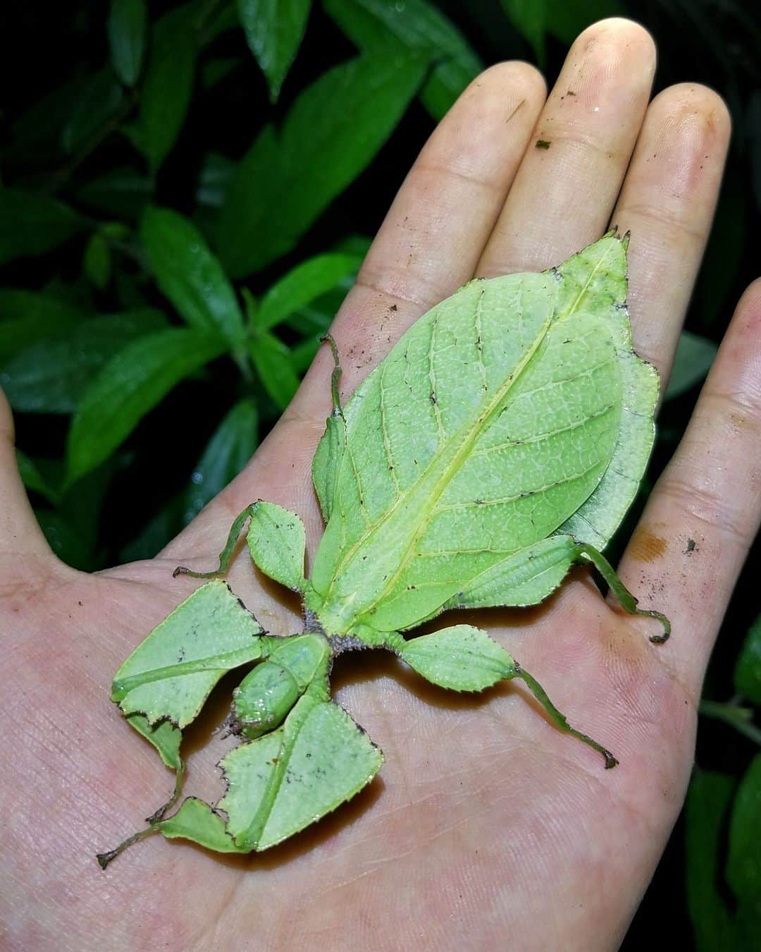 アメリカ自然史博物館さんのインスタグラム写真 - (アメリカ自然史博物館Instagram)「This EntoMonday, meet a ...