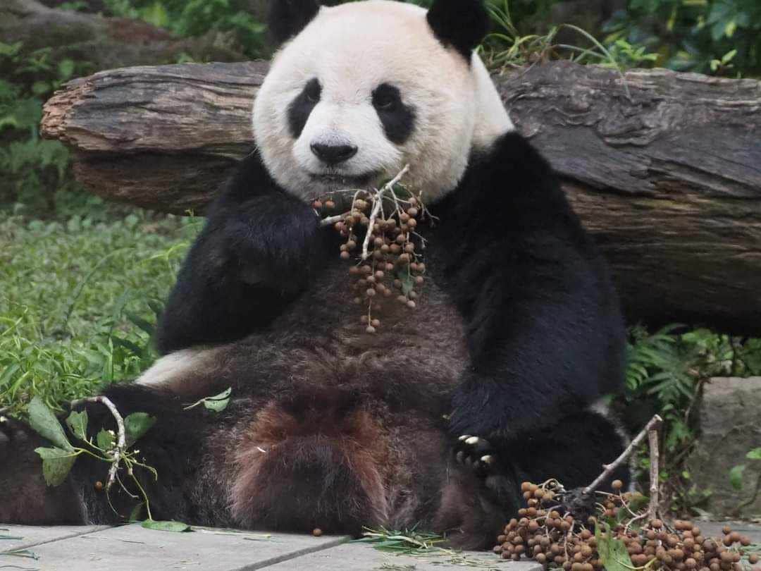 iPandaさんのインスタグラム写真 - (iPandaInstagram)「Thanks to all the participants ...