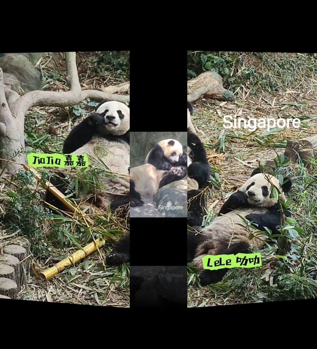 iPandaさんのインスタグラム動画 - (iPandaInstagram)「Thanks to all the participants of the “Sichuan, more than ...