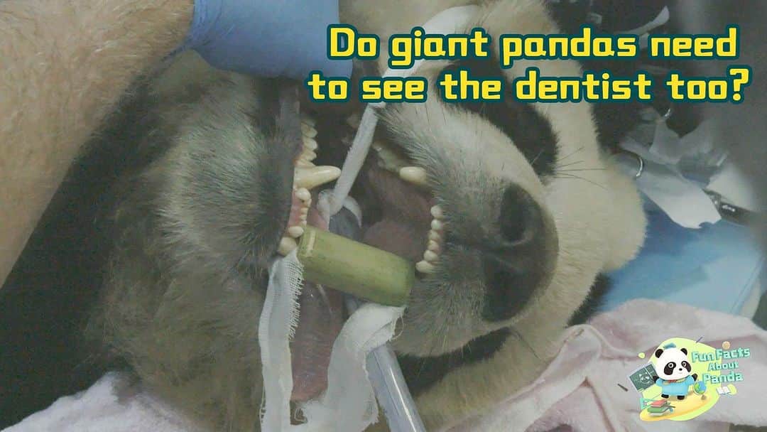 iPandaさんのインスタグラム動画 - (iPandaInstagram)「Giant pandas are known for their ...