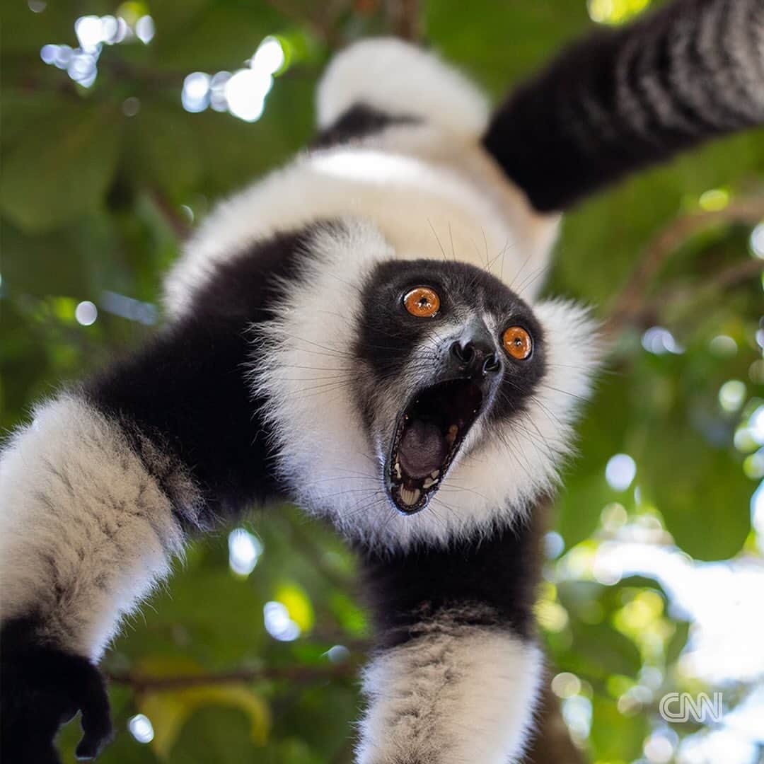 Cnnさんのインスタグラム写真 Cnninstagram 「the Uk Based Comedy Wildlife Photo