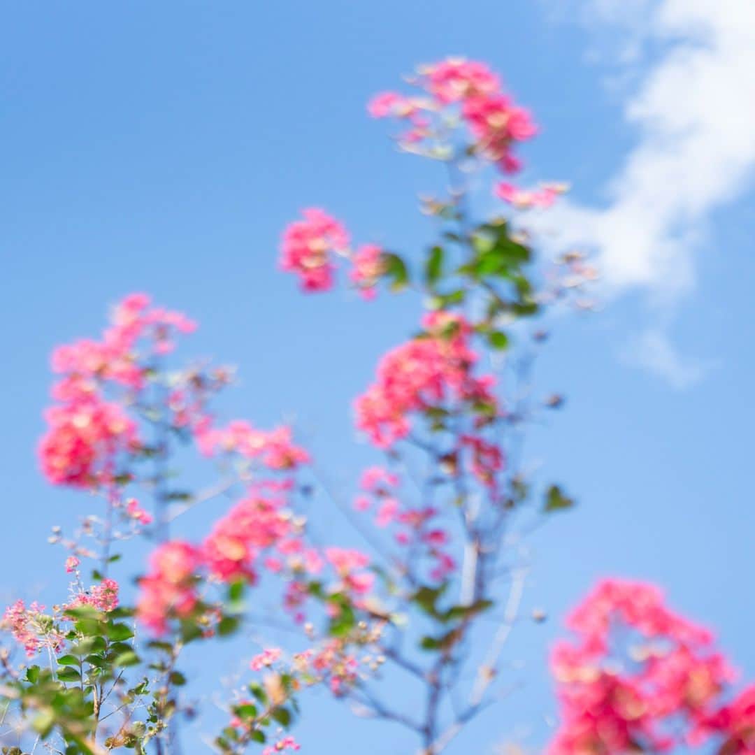 Shinsuke Inoueさんのインスタグラム写真 - (Shinsuke InoueInstagram)「Sarusuberi」9月24日 23時31分 - s_n_k