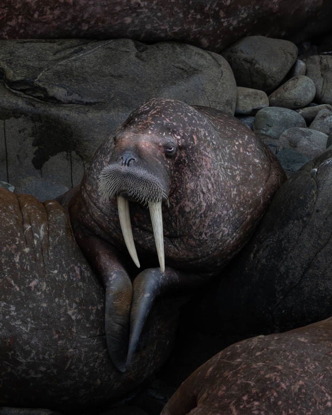 ナショナルジオグラフィックさんのインスタグラム写真 - (ナショナルジオグラフィックInstagram)「Photo by @acacia ...