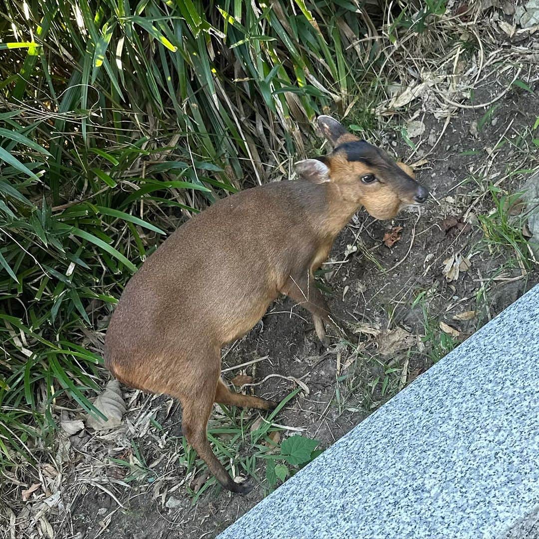 原つむぎさんのインスタグラム写真 - (原つむぎInstagram)「最近出会った方々🦦癒された🦌」9月26日 9時51分 - haratsumugi